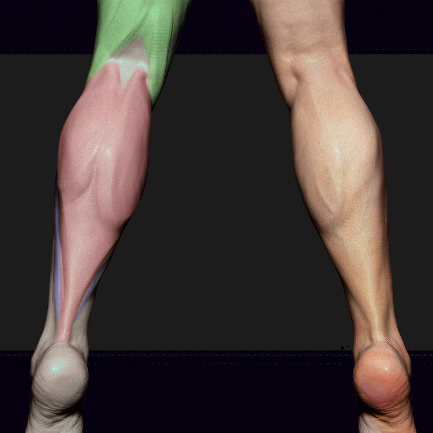 ArtStation - Leg Animation - Zbrush