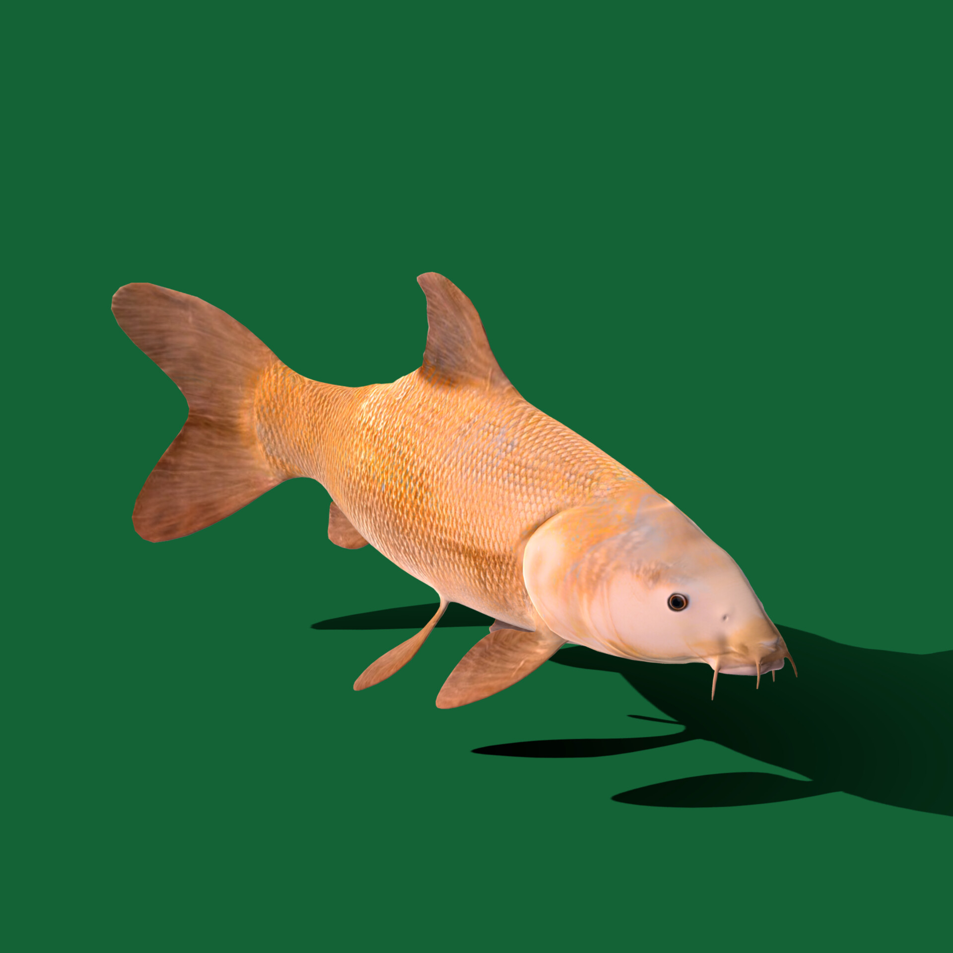 ArtStation - Common Barbel Fish