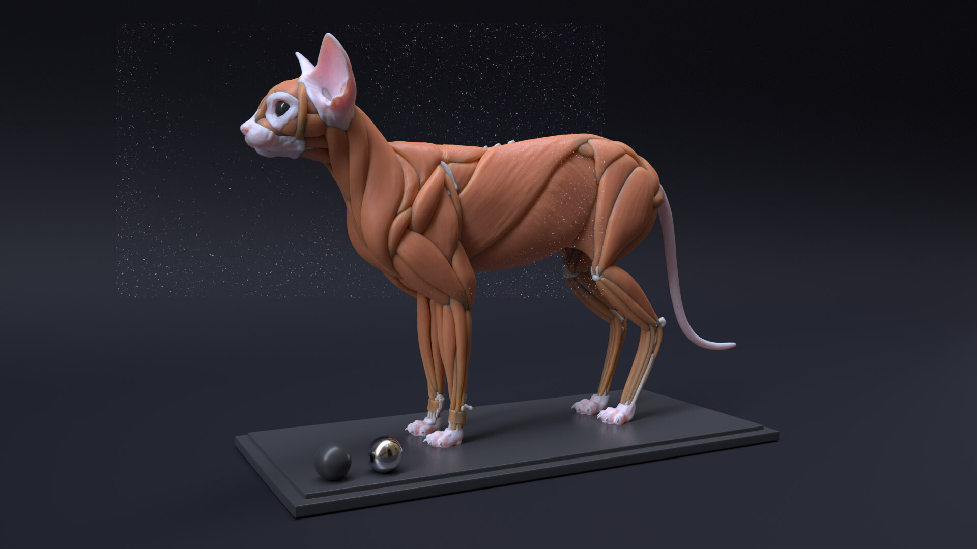 ArtStation - Sphynx Cat