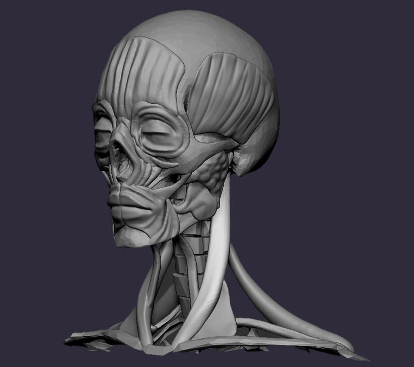 ArtStation - Ecorche Study 1 Hour Speed Sculpts