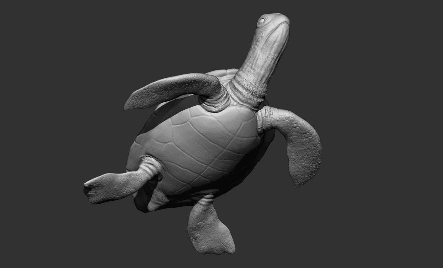 ArtStation - Turtle