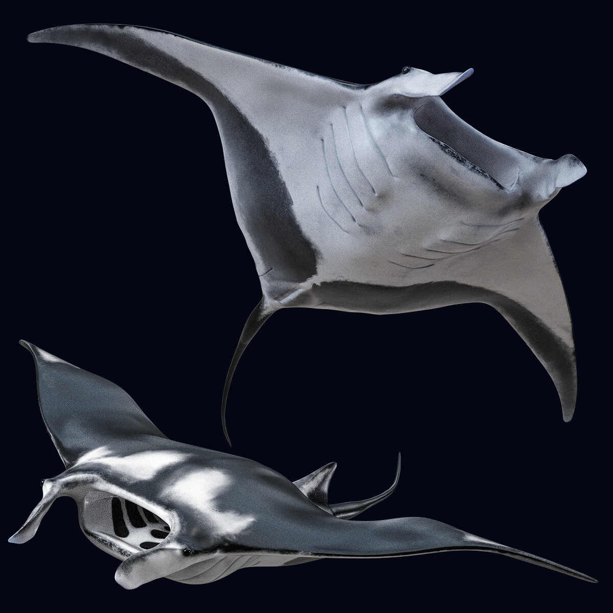 ArtStation - Manta Ray 3D Model