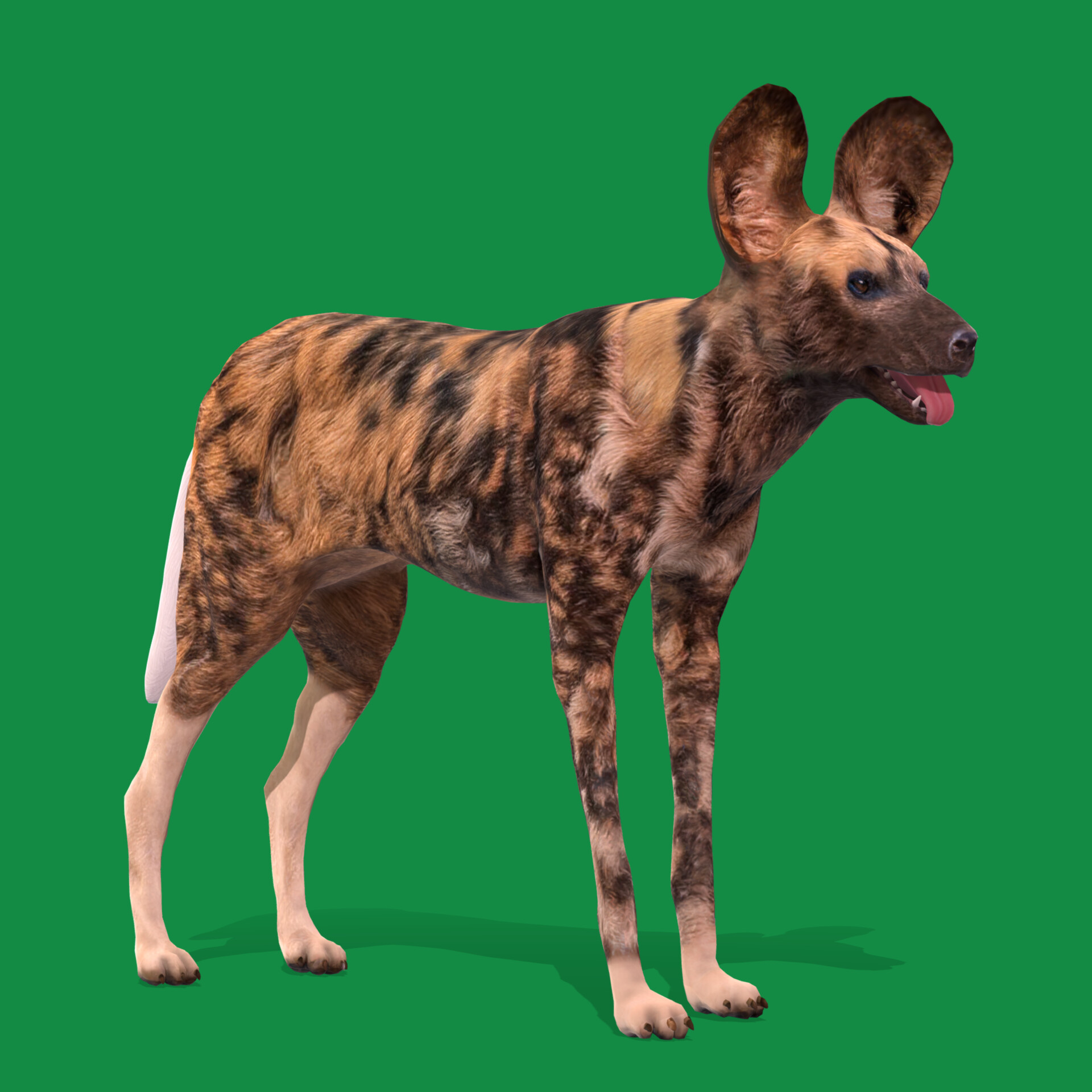 ArtStation - African Wild Dog