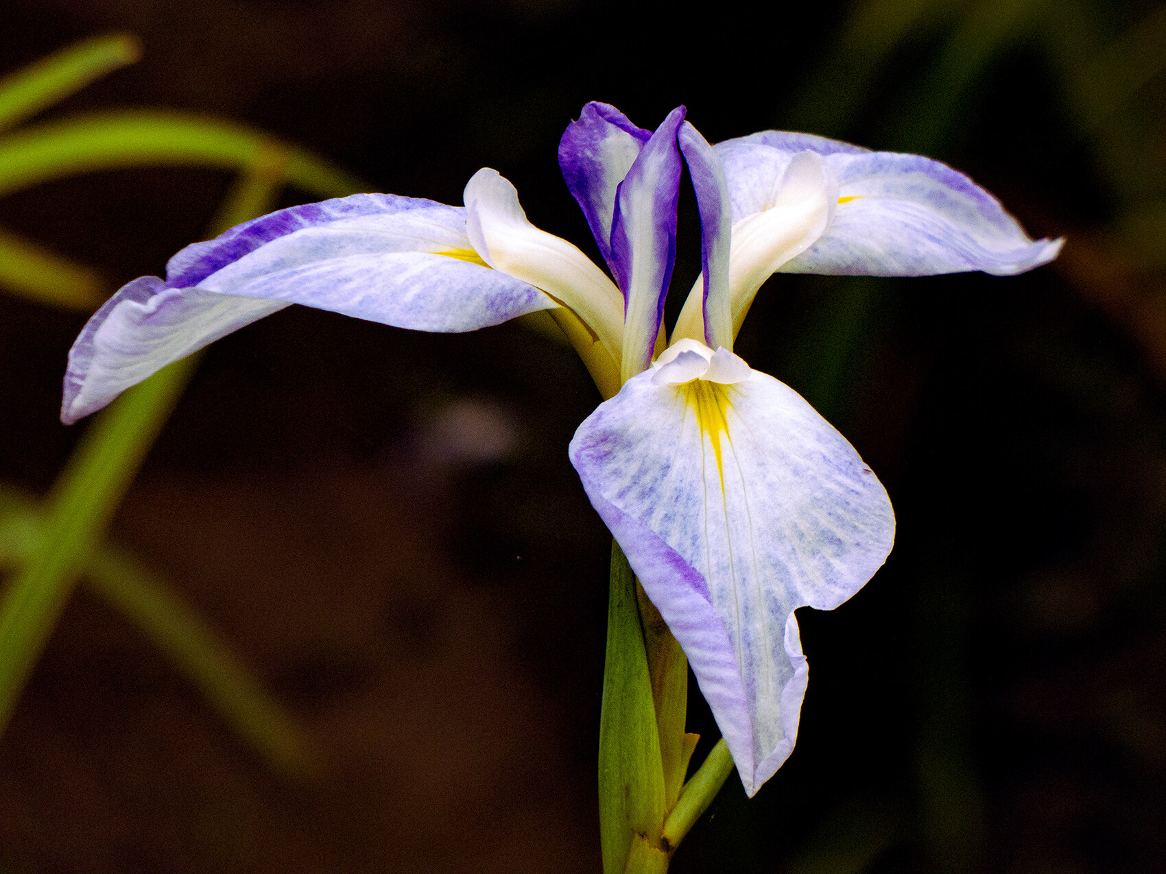 ArtStation - Japanese Iris