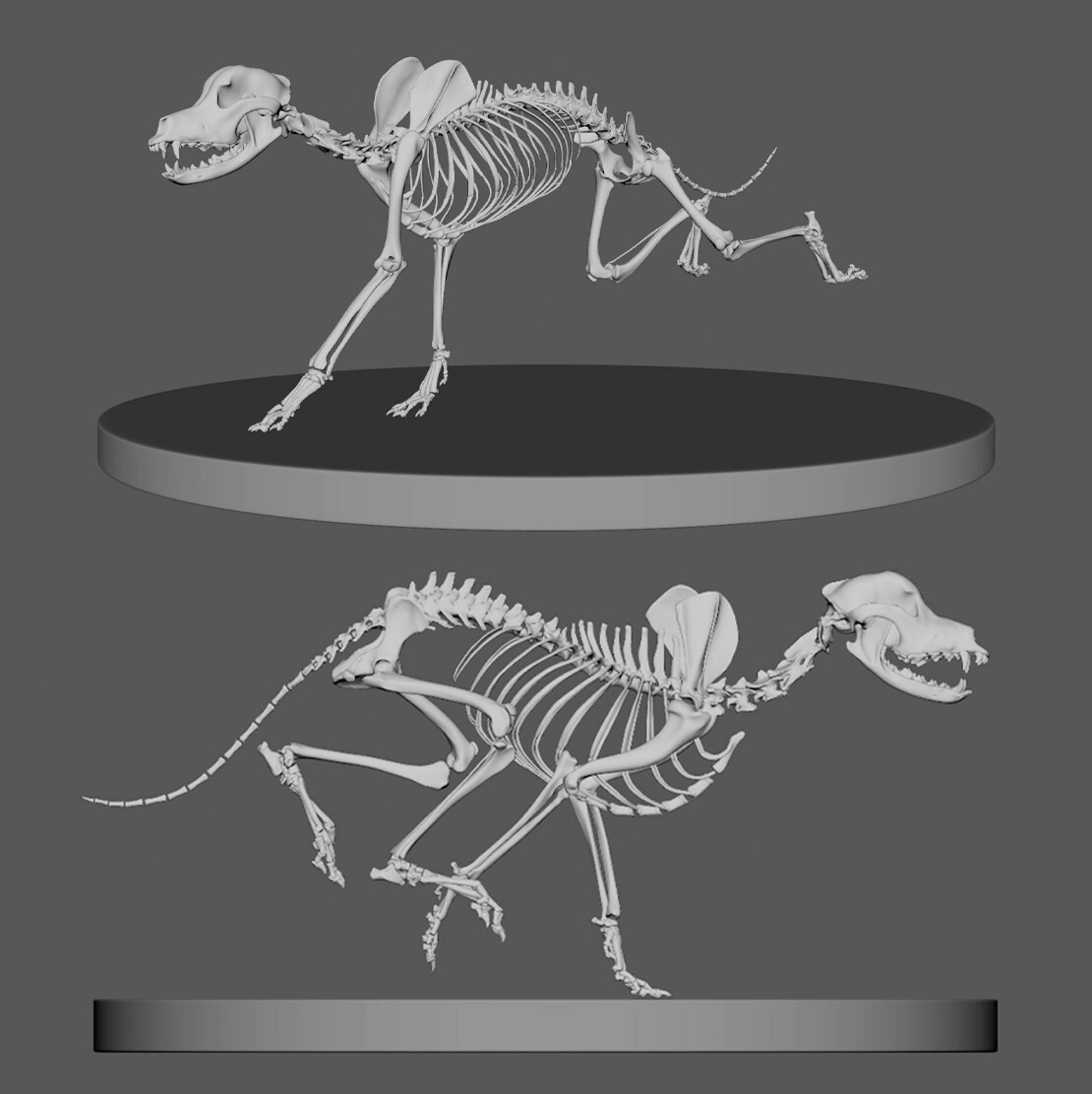 ArtStation - Running Dog Skeleton