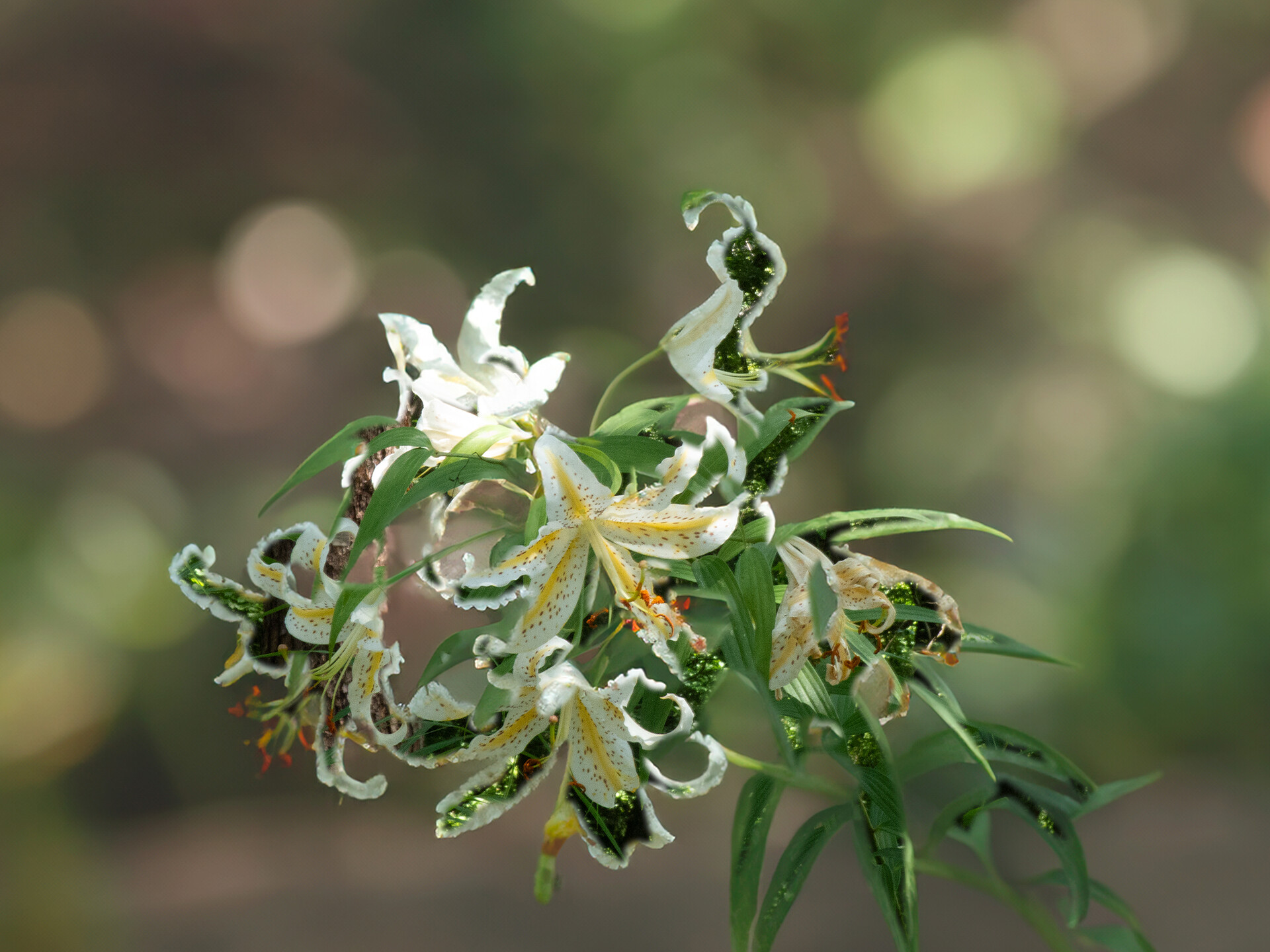 ArtStation - Mountain lilies No. 4