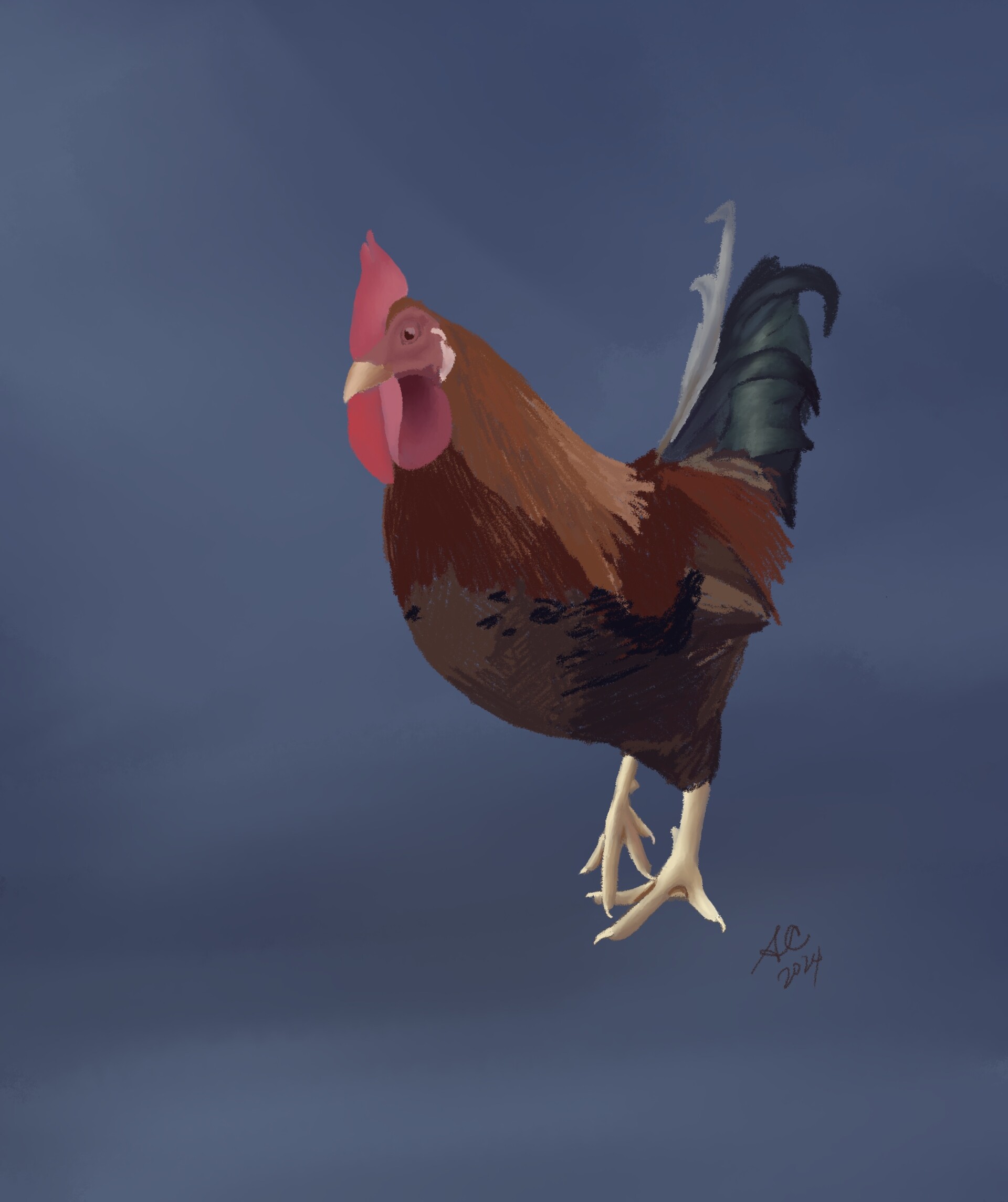 ArtStation - Rooster Sketch