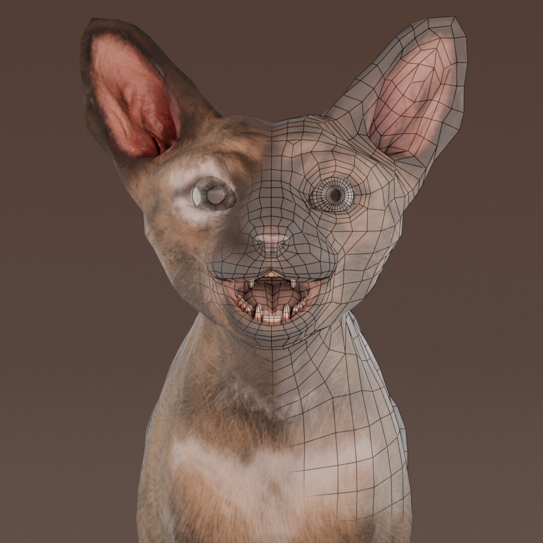 ArtStation - Cat - model and short animation