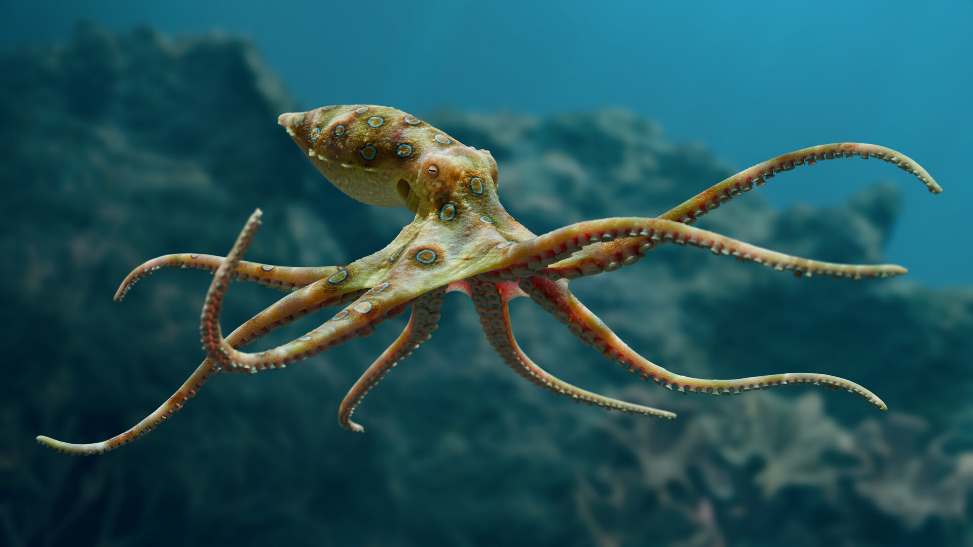 ArtStation - Blue-Ringed Octopus