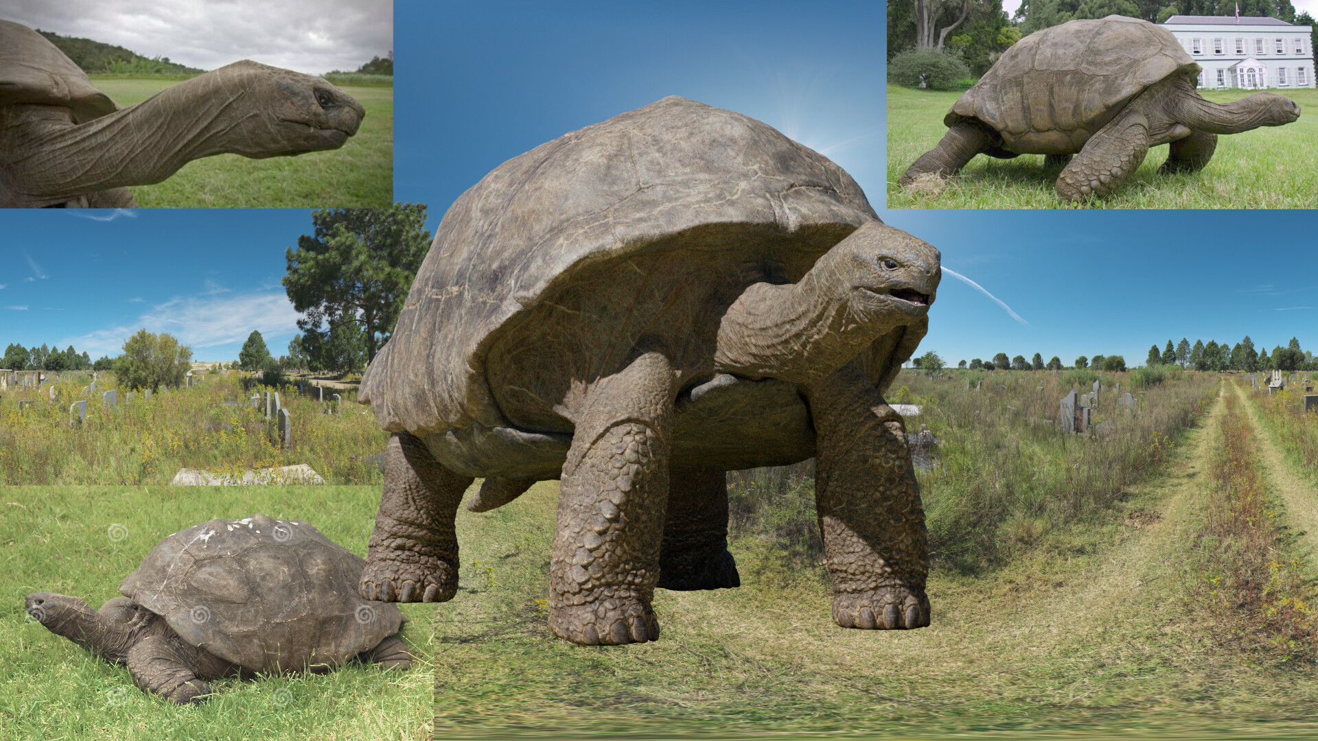 ArtStation - Giant Tortoise Jonathan