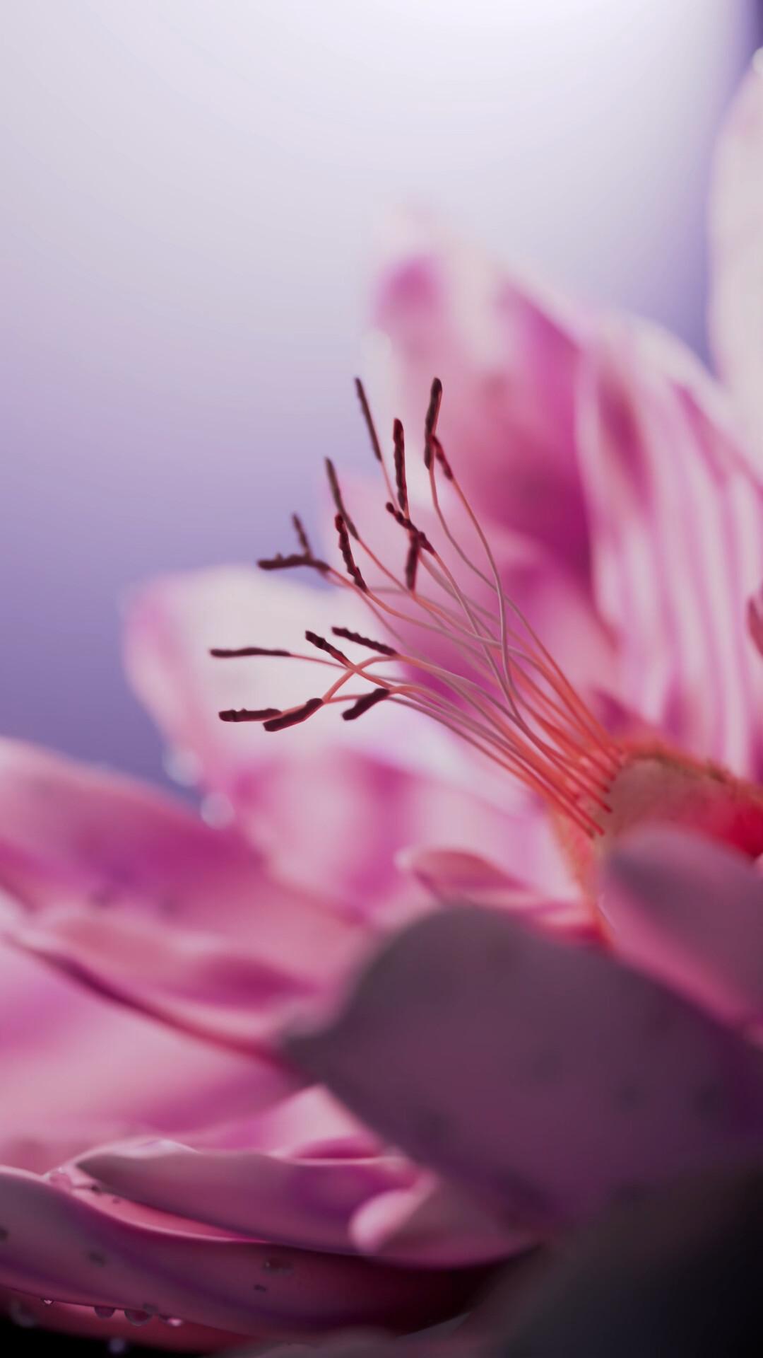 ArtStation - Flower! 🌺