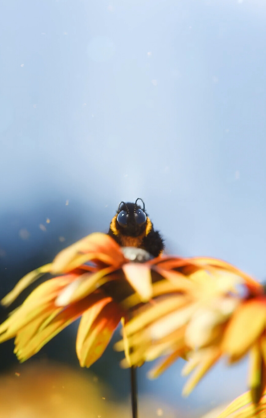 ArtStation - Bee Reel