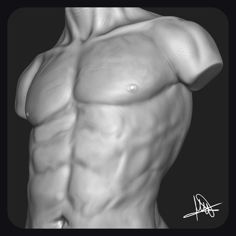ArtStation - Human Anatomy Study ~ Male Torso