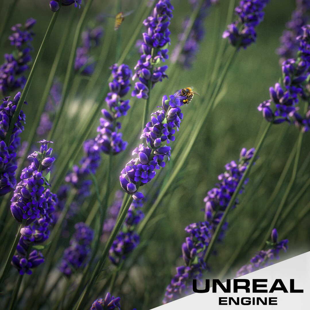 ArtStation - Lavender (Archviz Asset)