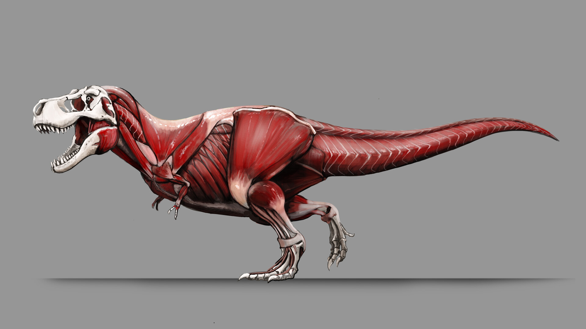 ArtStation - Tyrannosaurus Anatomy