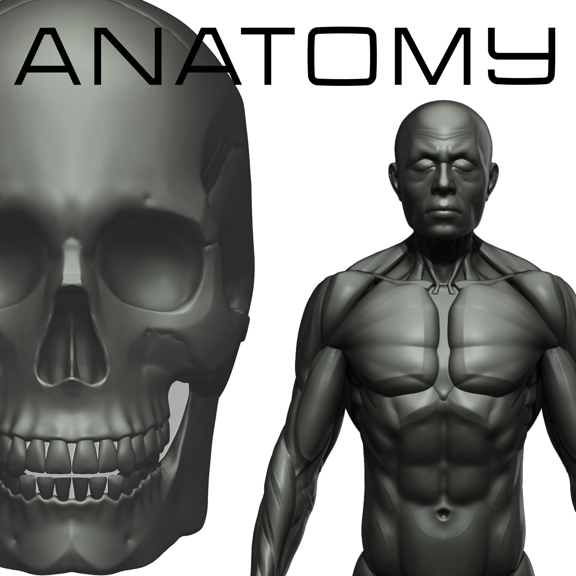 ArtStation - The anatomy project