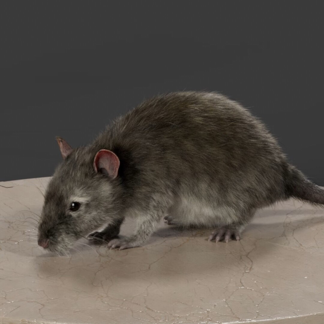 ArtStation - Creature Asset Library - Rat Groom and Lookdev