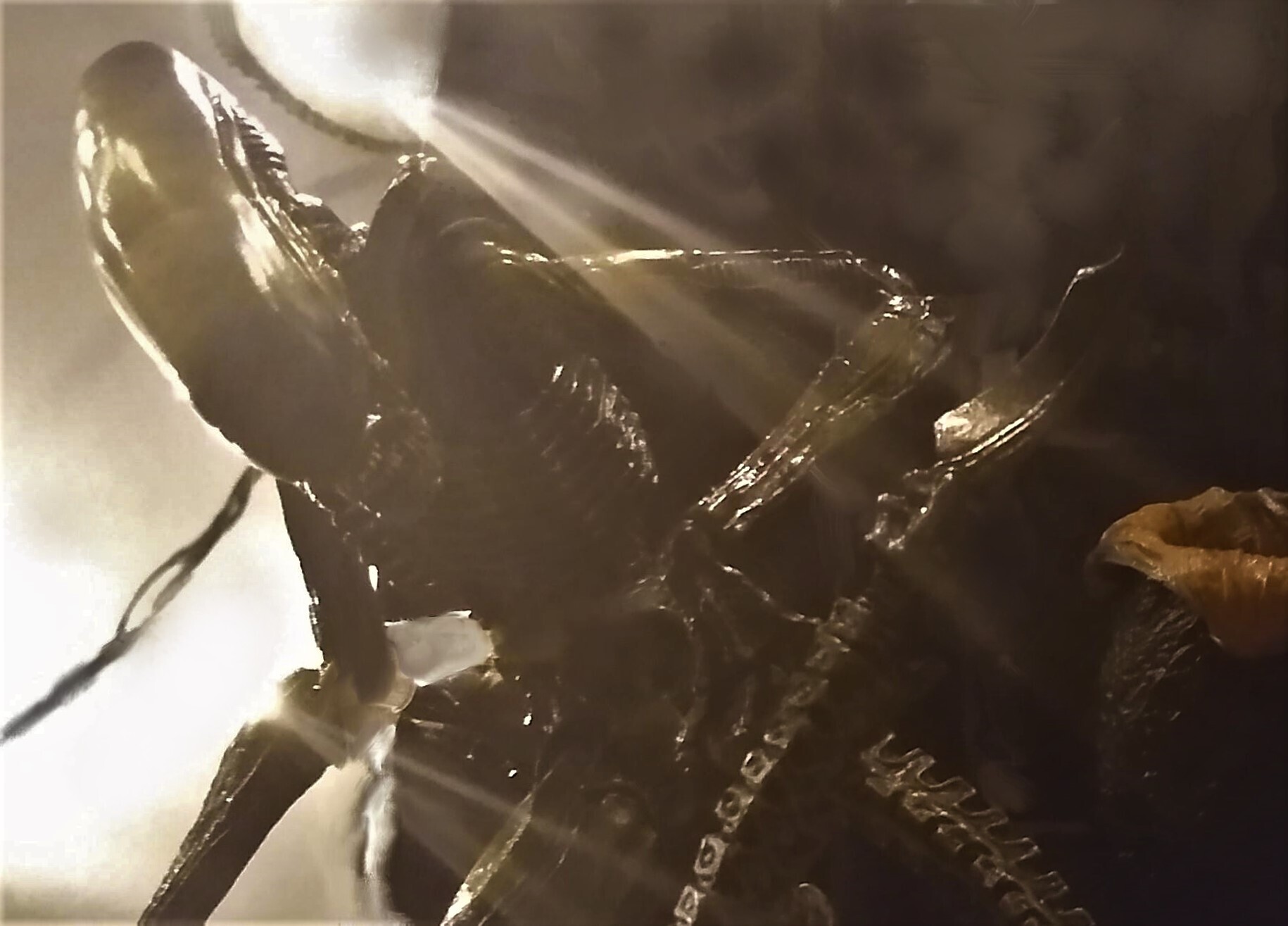 ArtStation - ALIEN DOG