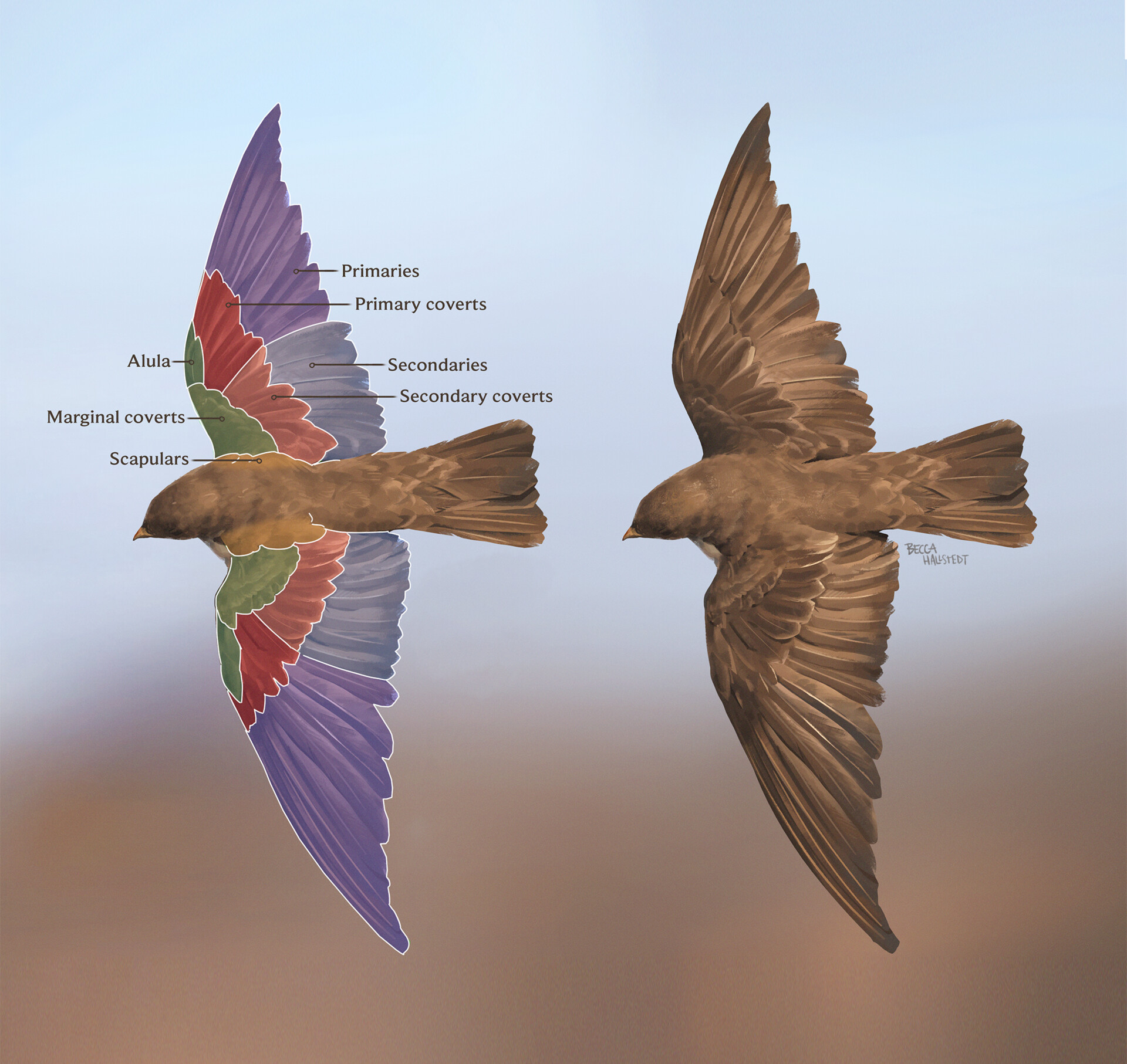 ArtStation - wing feathers with process
