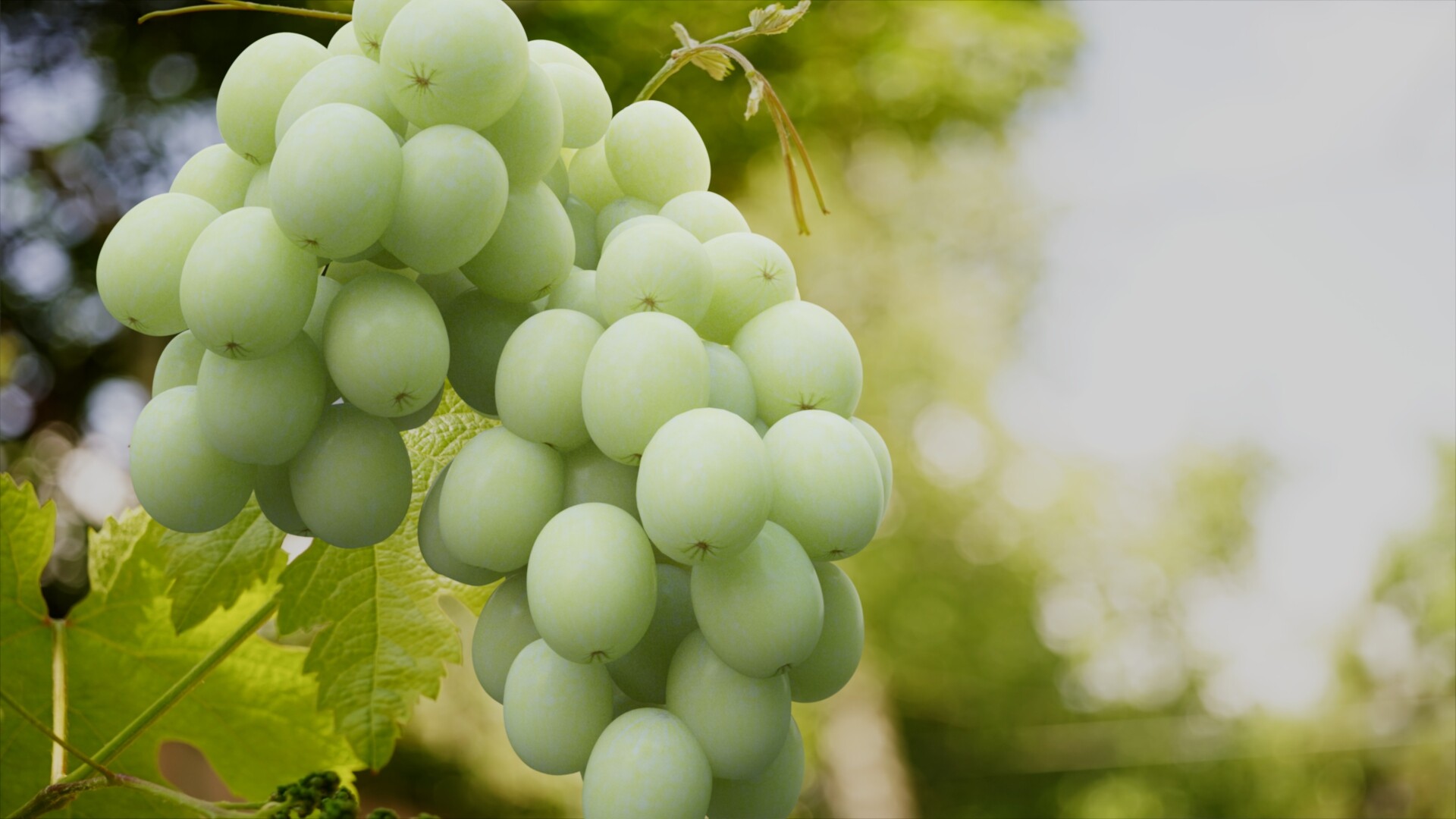 ArtStation - Juicy Grapes Render