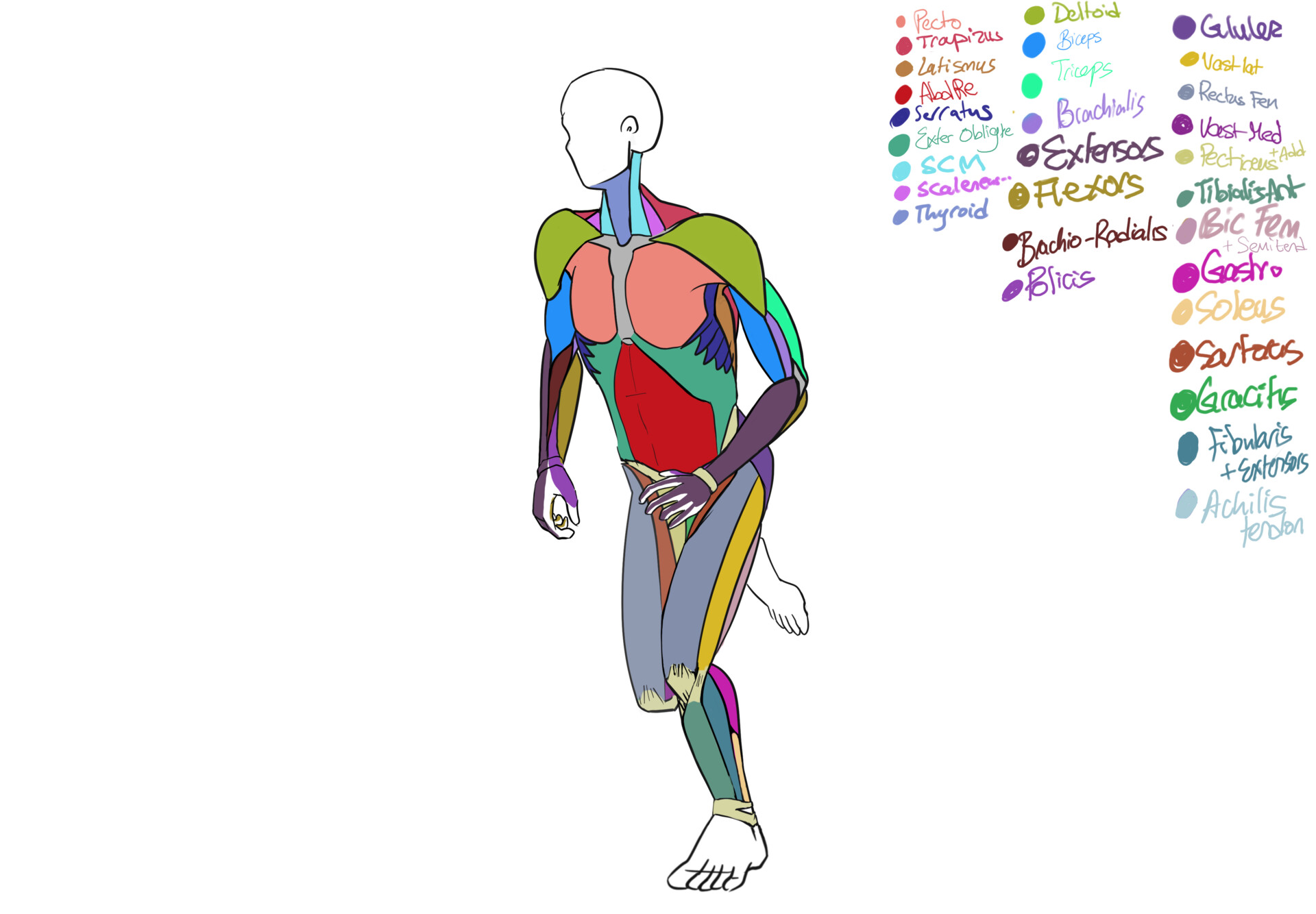 ArtStation - Running Muscle Anatomy 2D Animation