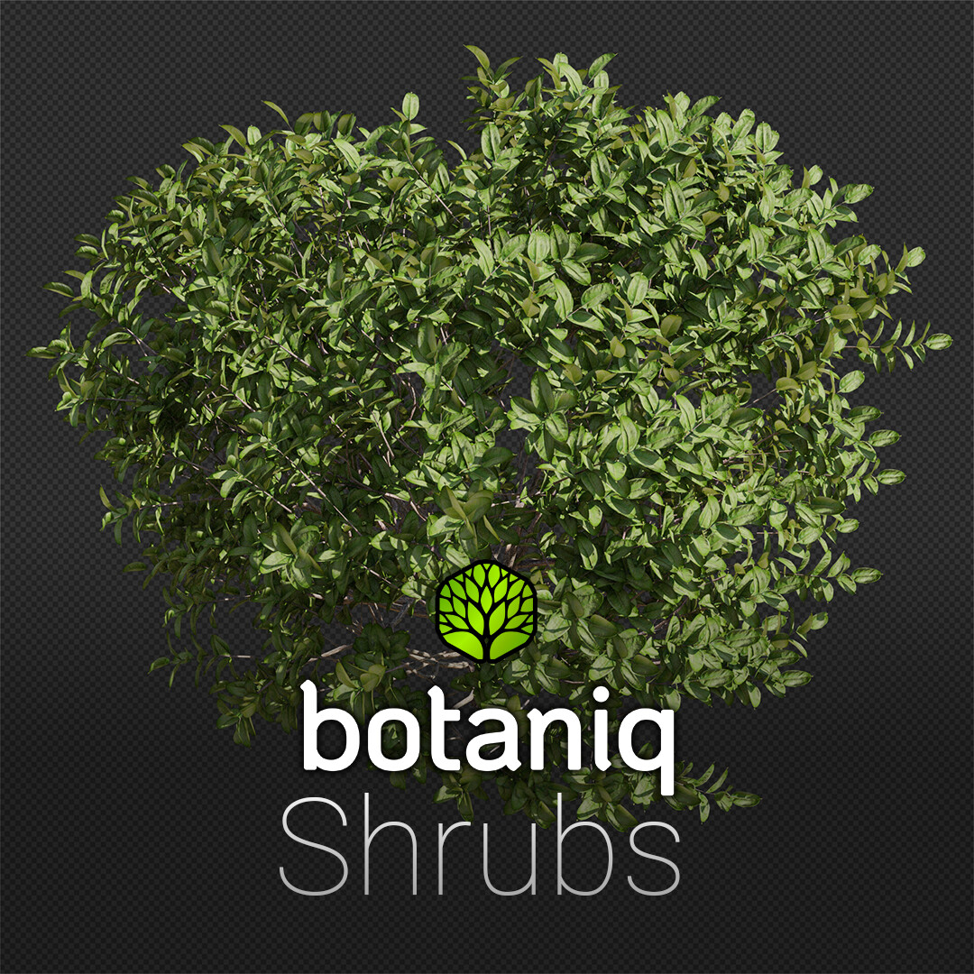 ArtStation - botaniq - Shrubs