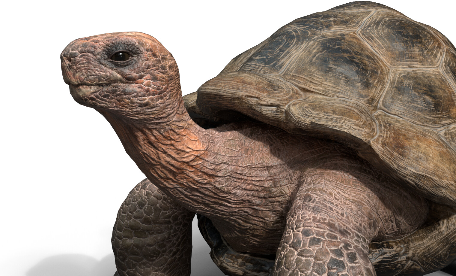 ArtStation - Tortoise