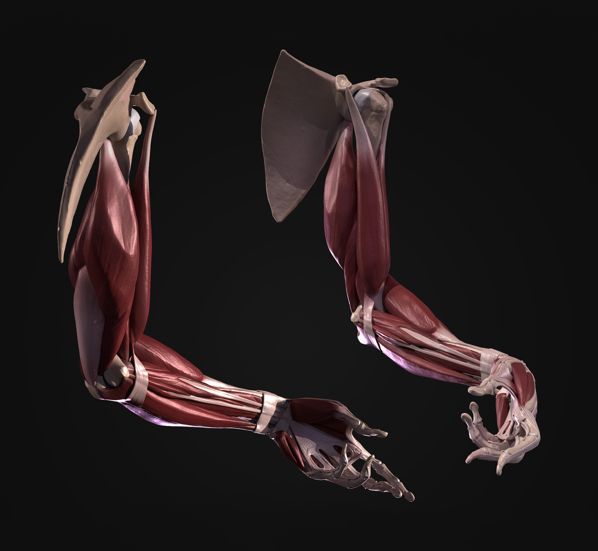 ArtStation - Hand and forearm ecorche