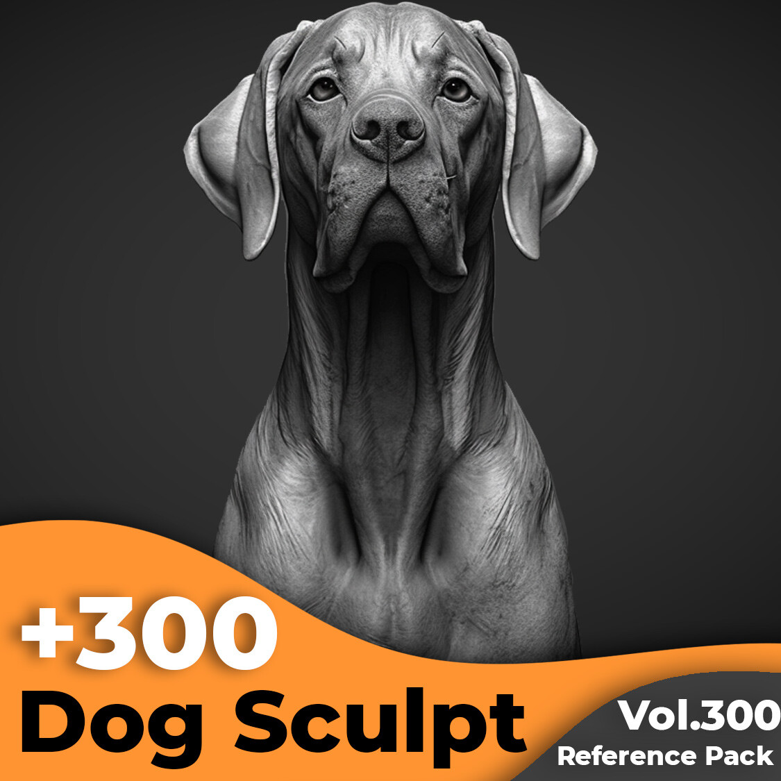 ArtStation - +300 Dog Sculpt Reference Images(4k)