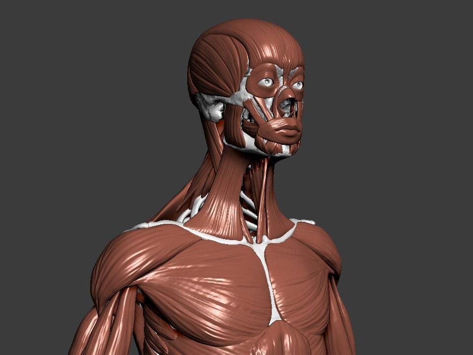 ArtStation - Ecorche Study