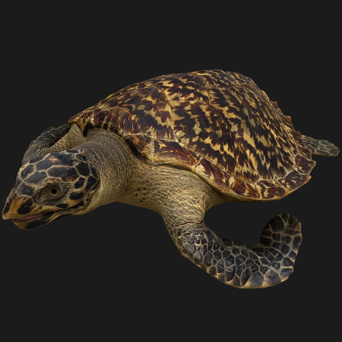 ArtStation - Turtle Reptile Animated