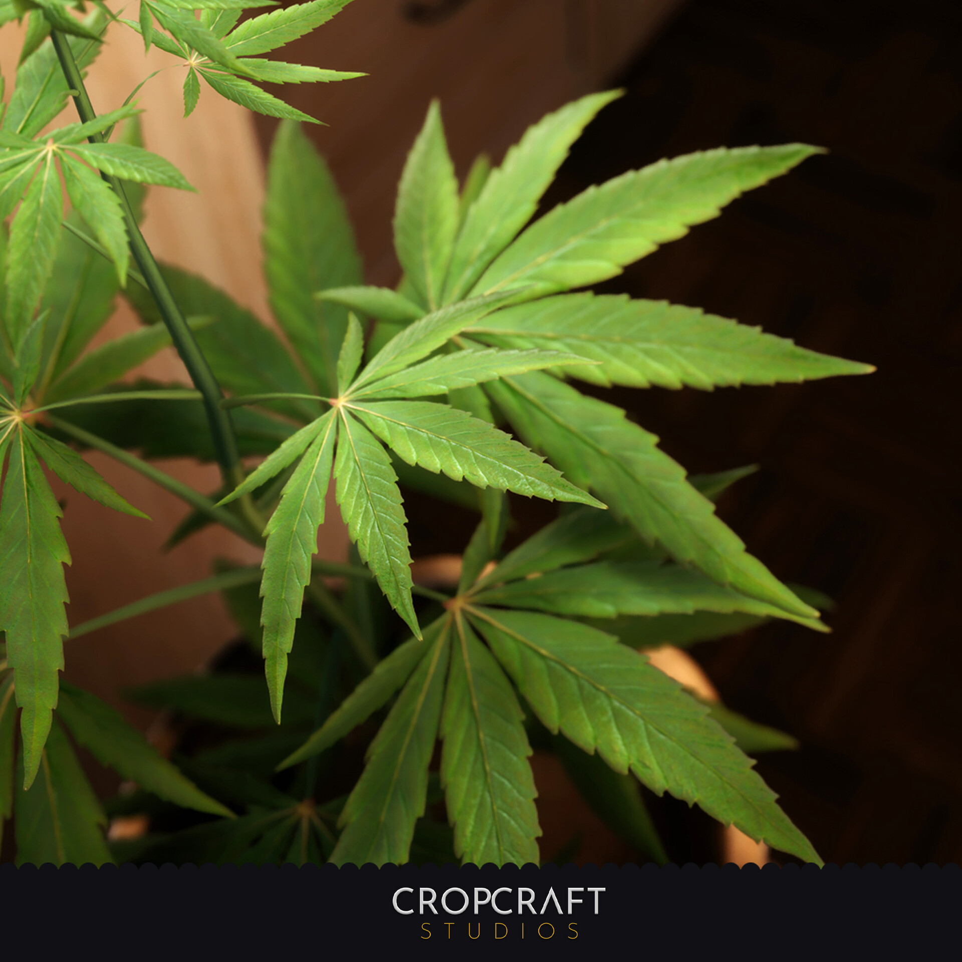 CropCraft Studios - Herbal Dispensary
