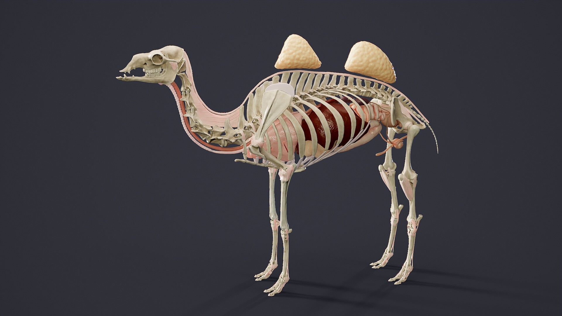 ArtStation - Camel Anatomy