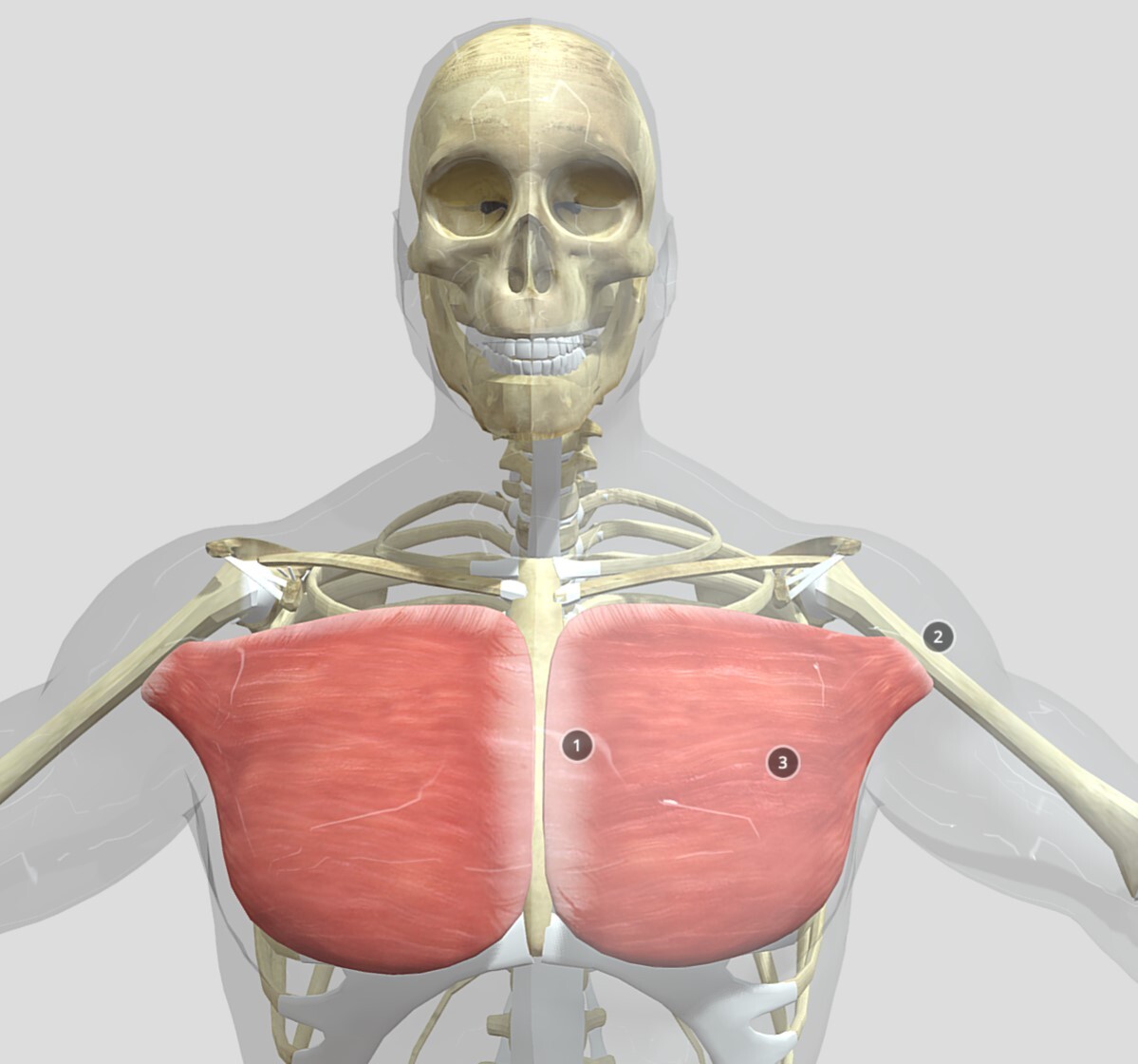 David Bittorf School - 3D