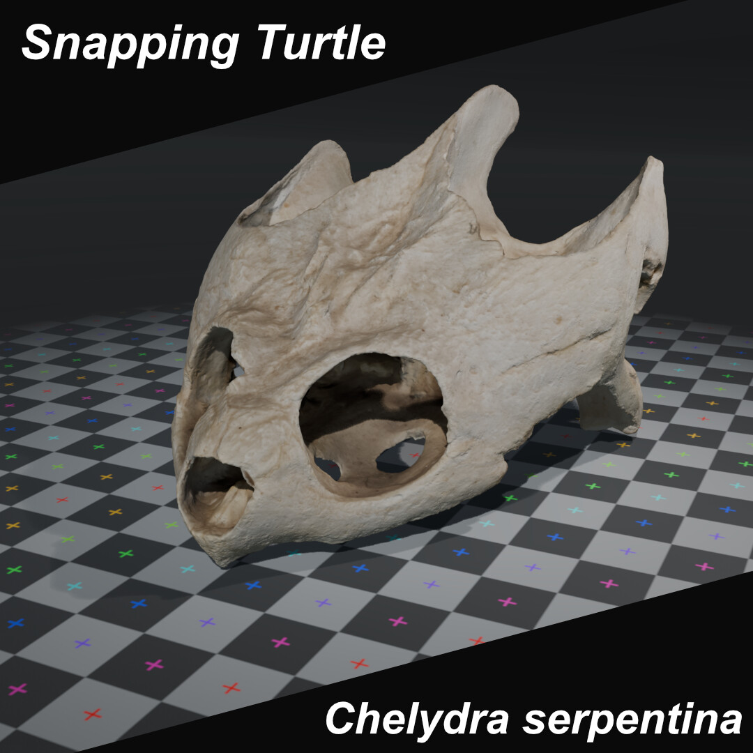 ArtStation - Snapping Turtle : Photogrammetry Scan