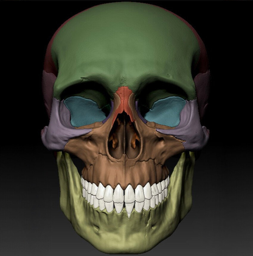 ArtStation - Skull Study