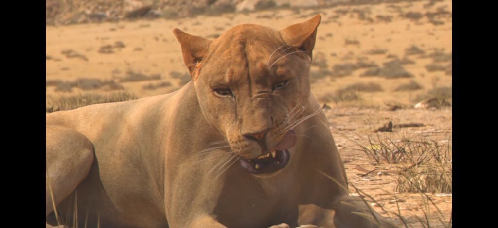 ArtStation - Hyper-realistic Lioness animation