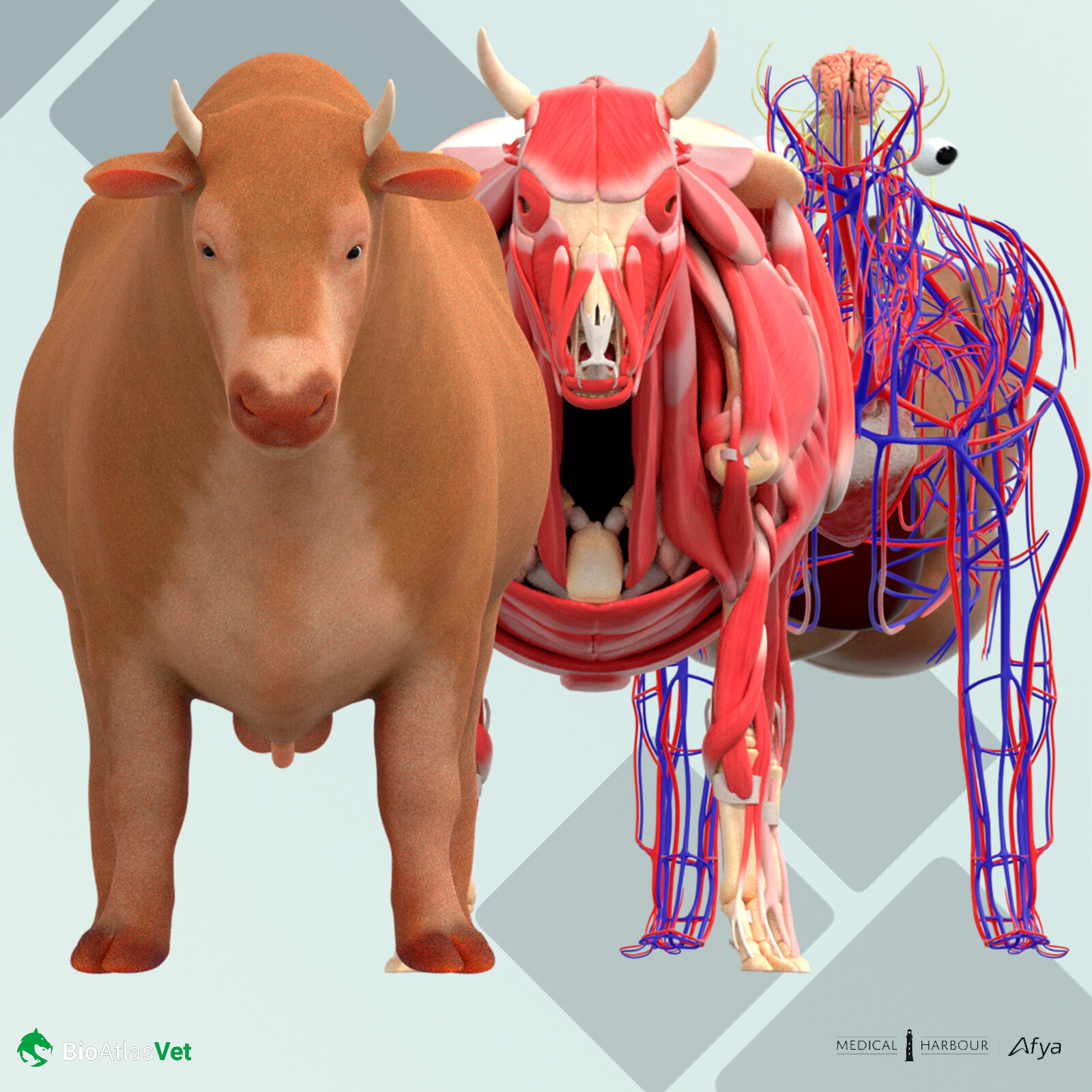 ArtStation - Veterinary Anatomy Anatomical - BioAtlas Vet