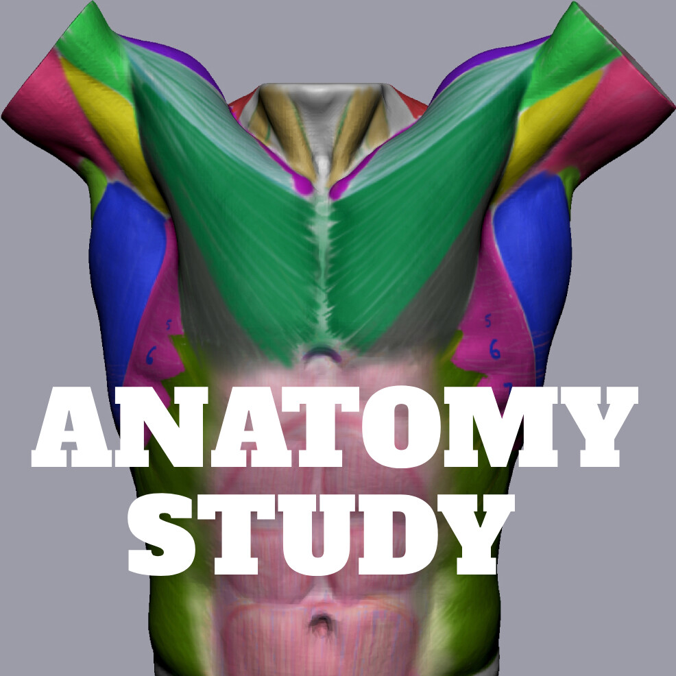 ArtStation - Anatomy Study