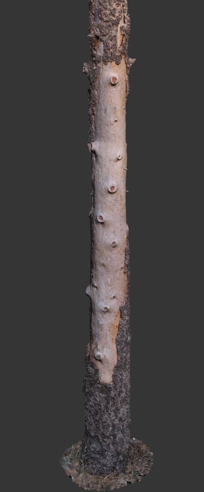 ArtStation - Spruce Raw Photogrammetry Scan