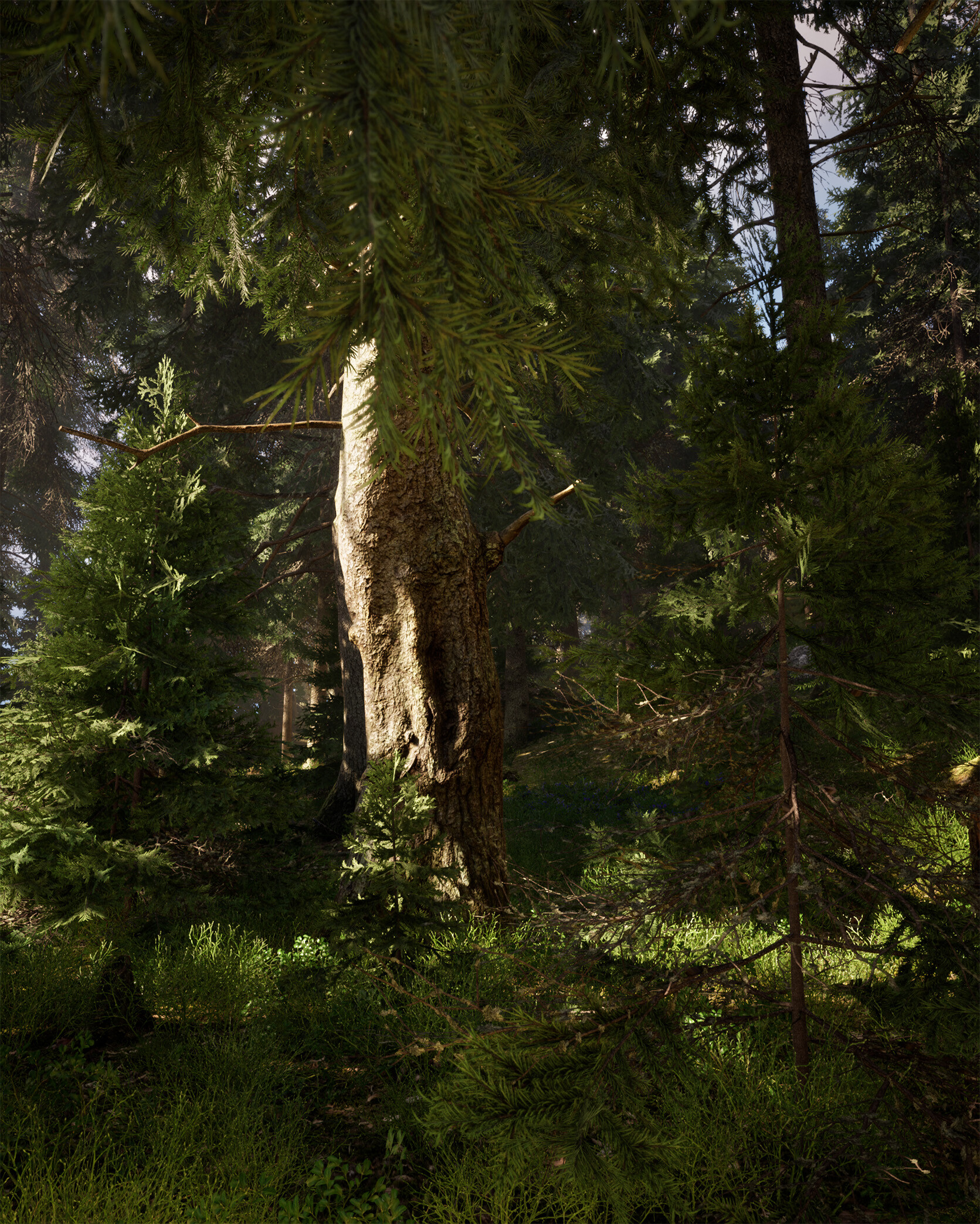 Robert Berg - Norway Spruce