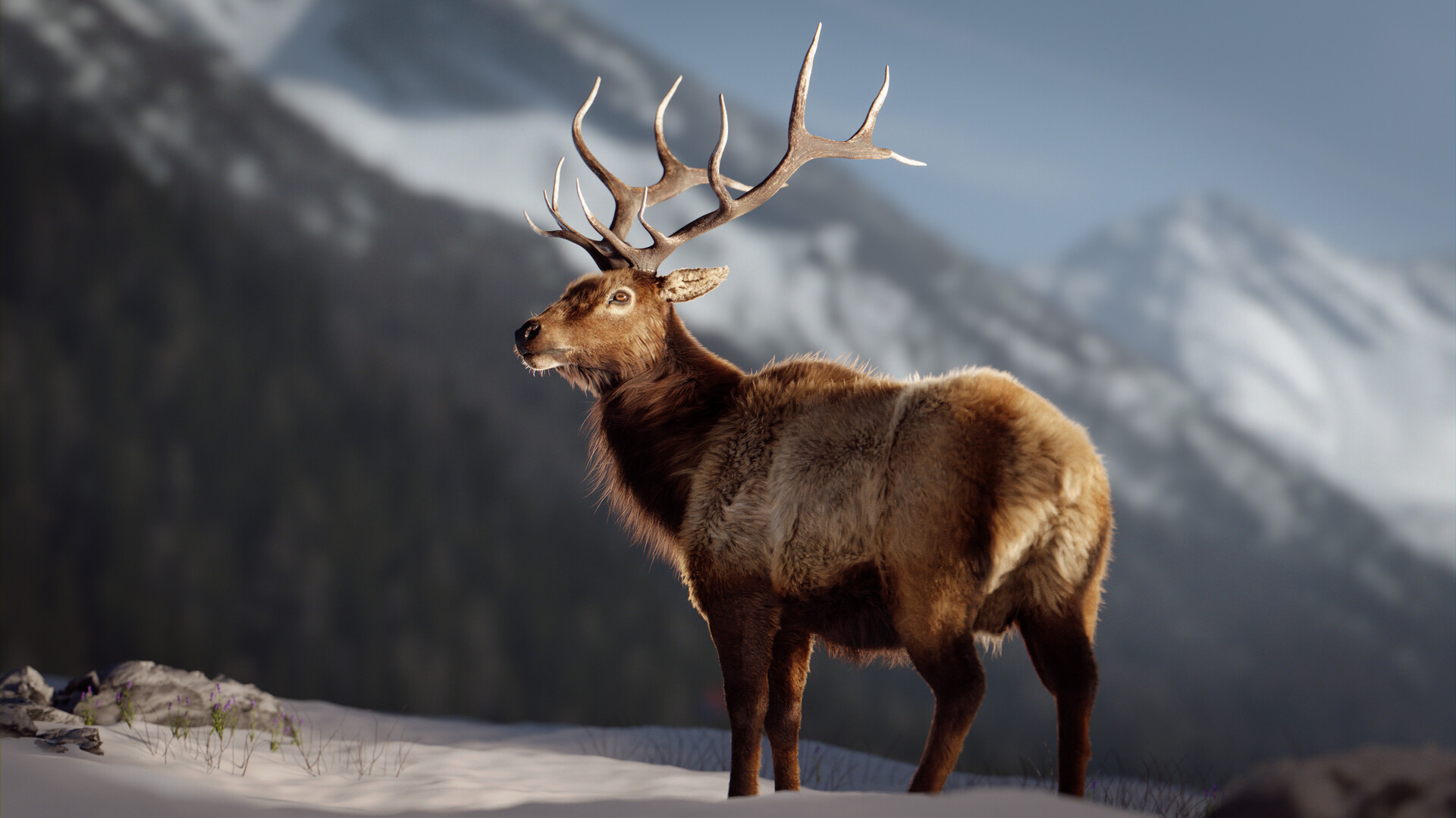 ArtStation - Bull Elk Animated