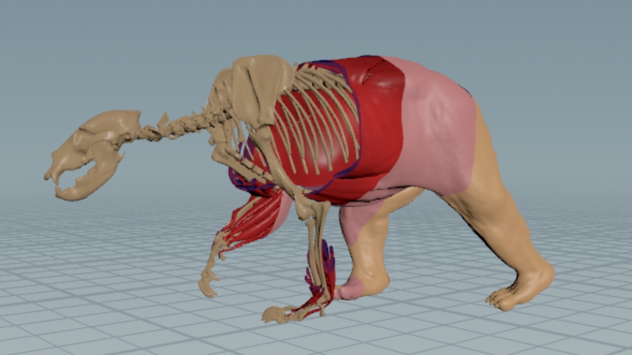 ArtStation - Houdini Muscle