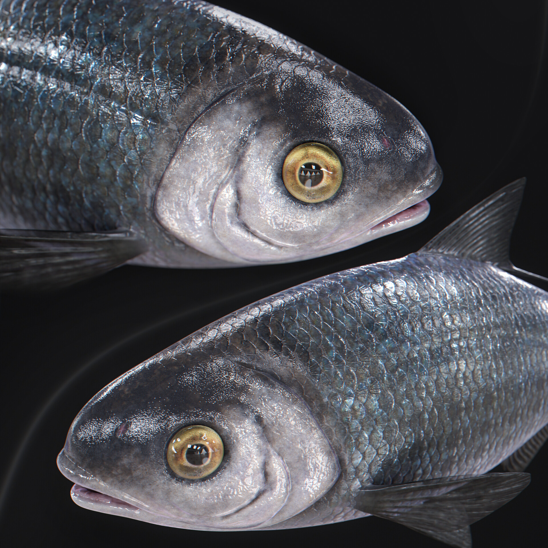 ArtStation - FISH (Gizzard Shad)