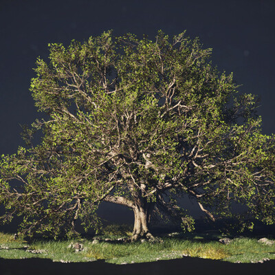 ArtStation - Elm Tree