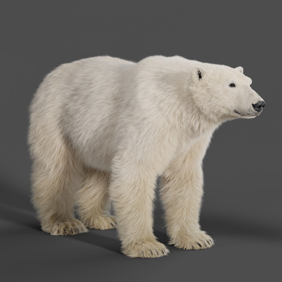 ArtStation - Polar Bear Rigged 3D Model for Blender Animations