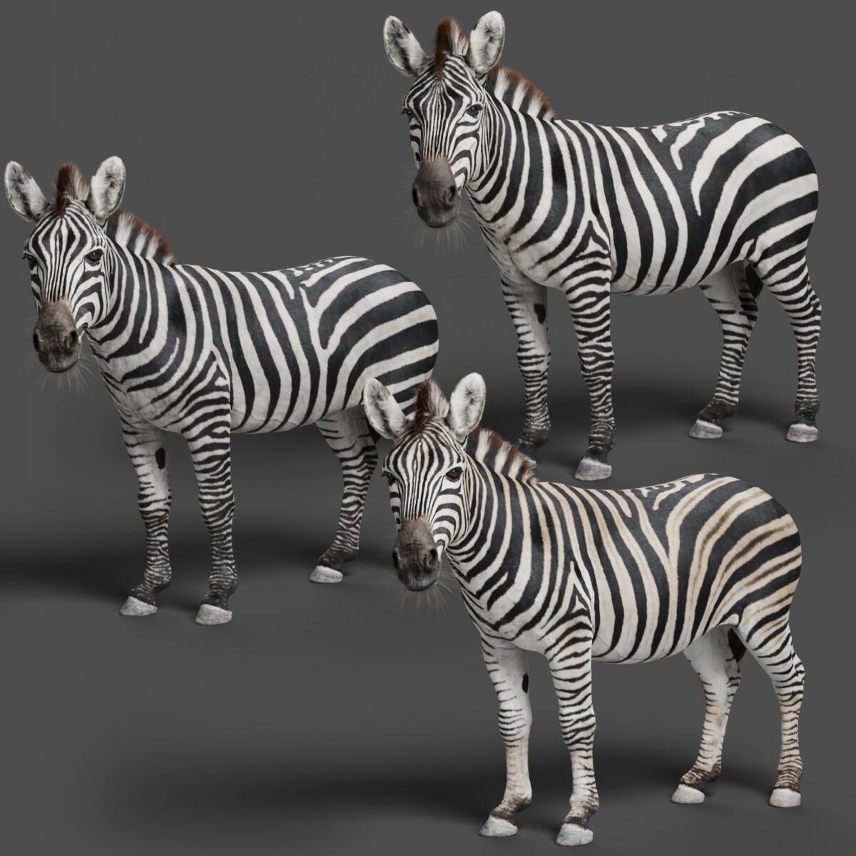 ArtStation - Zebra Animation | Blender Model
