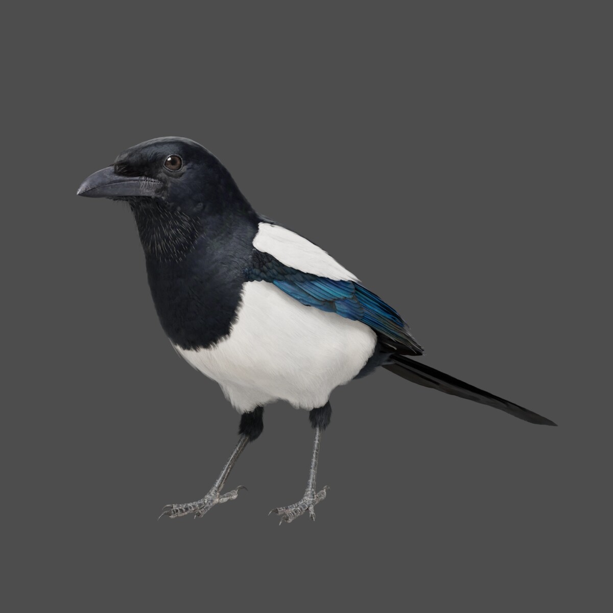 ArtStation - Oriental Magpie 3D Model Rigged for Realistic Animations in Blender