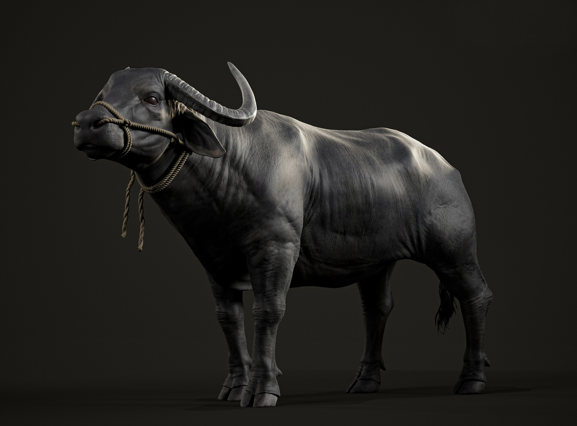 ArtStation - Asiatic Water Buffalo: Anatomy study
