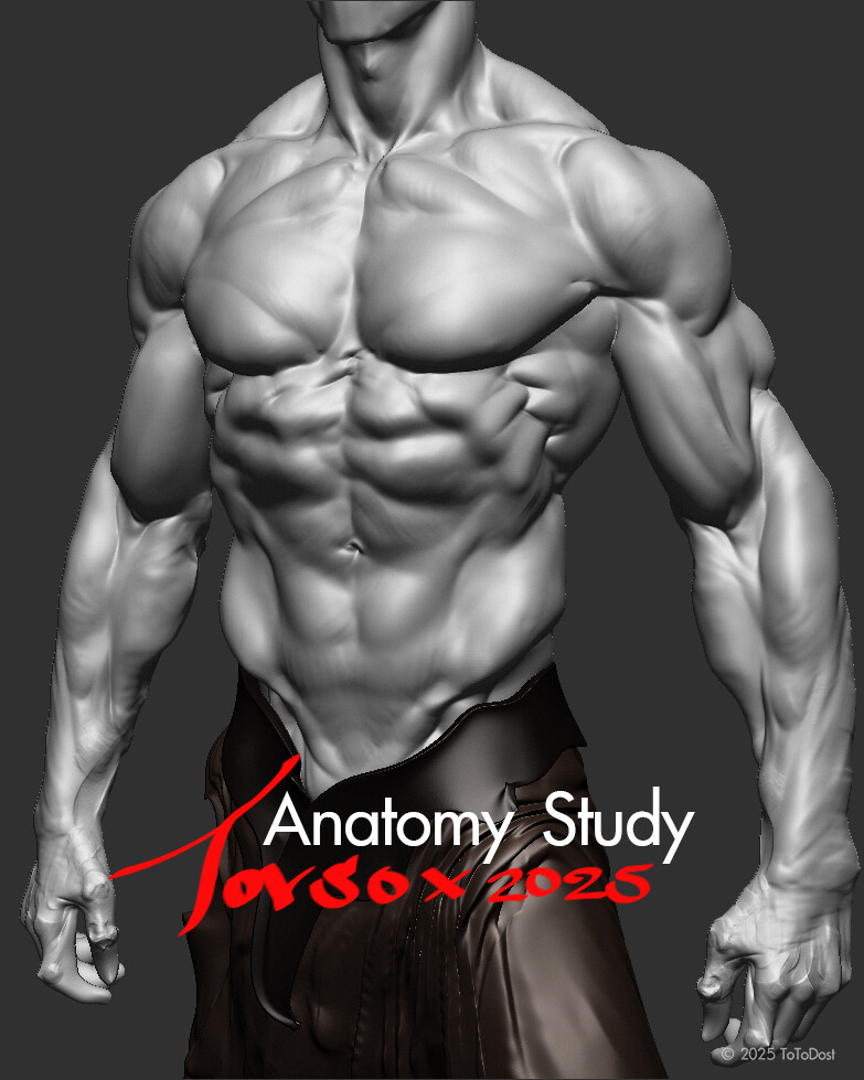 ArtStation - Anatomy Study | Torso x 2025